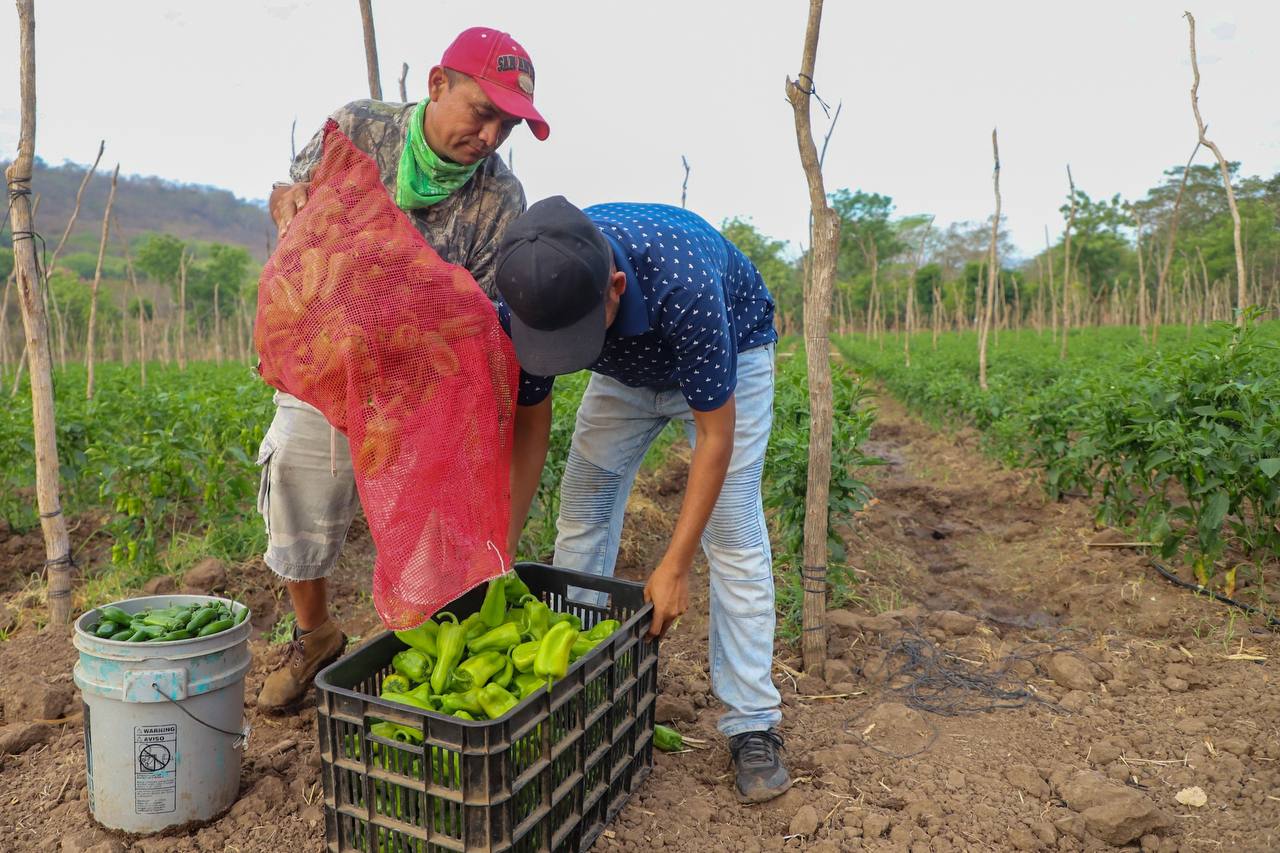 Plan Sembrando Vida beneficia a numerosas familias salvadoreñas ...